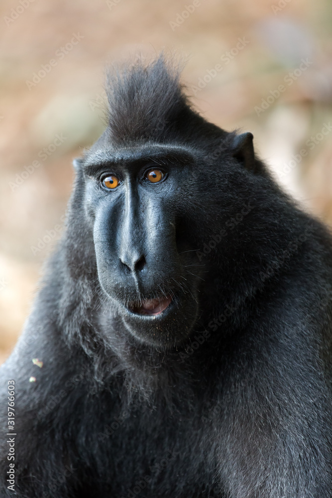 Beautiful Celebes crested macaque (Macaca nigra), aka the black ape, an ...