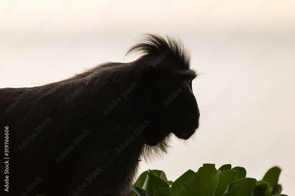 Beautiful Celebes crested macaque (Macaca nigra), aka the black ape, an ...