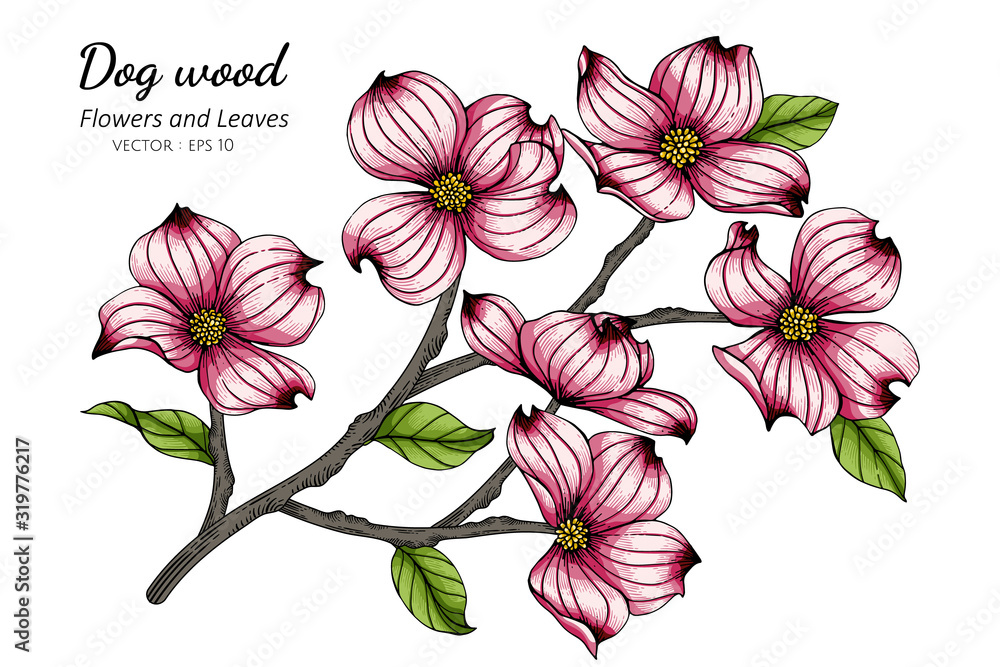 Pink dogwood flower and leaf drawing illustration with line art on ...