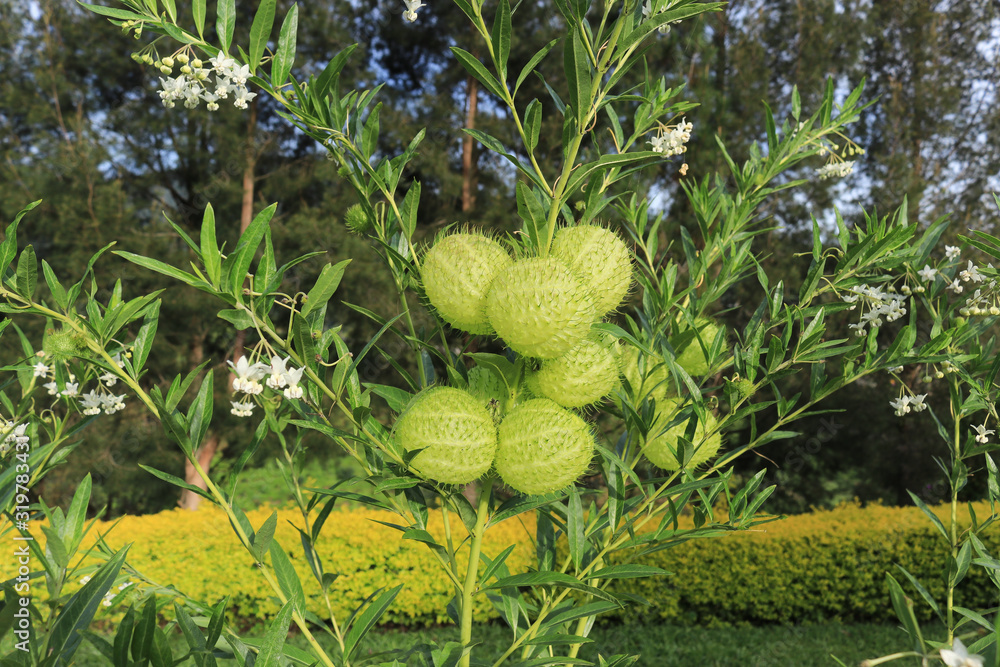 Gomphocarpus physocarpus, balloonplant, balloon cotton-bush, bishop's ...