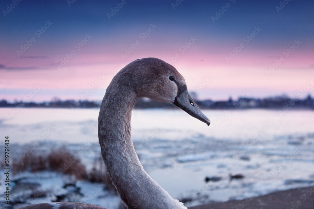 The grey swan profile in all its elegance on beautiful sunset ...