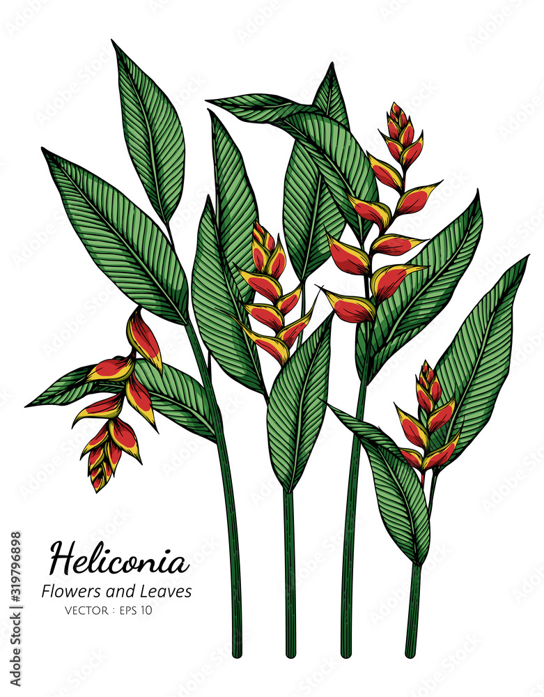 Heliconia flower and leaf drawing illustration with line art on white ...