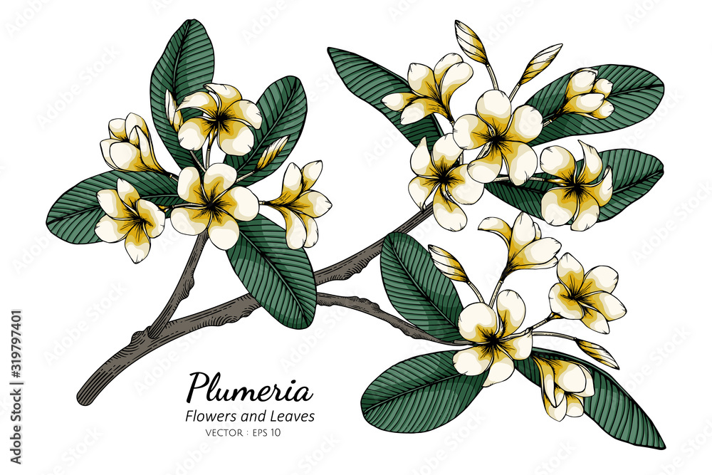 Plumeria flower and leaf drawing illustration with line art on white ...