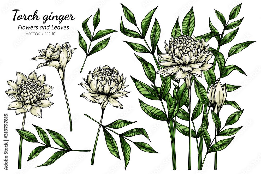 Set of White Torch ginger flower and leaf drawing illustration with ...
