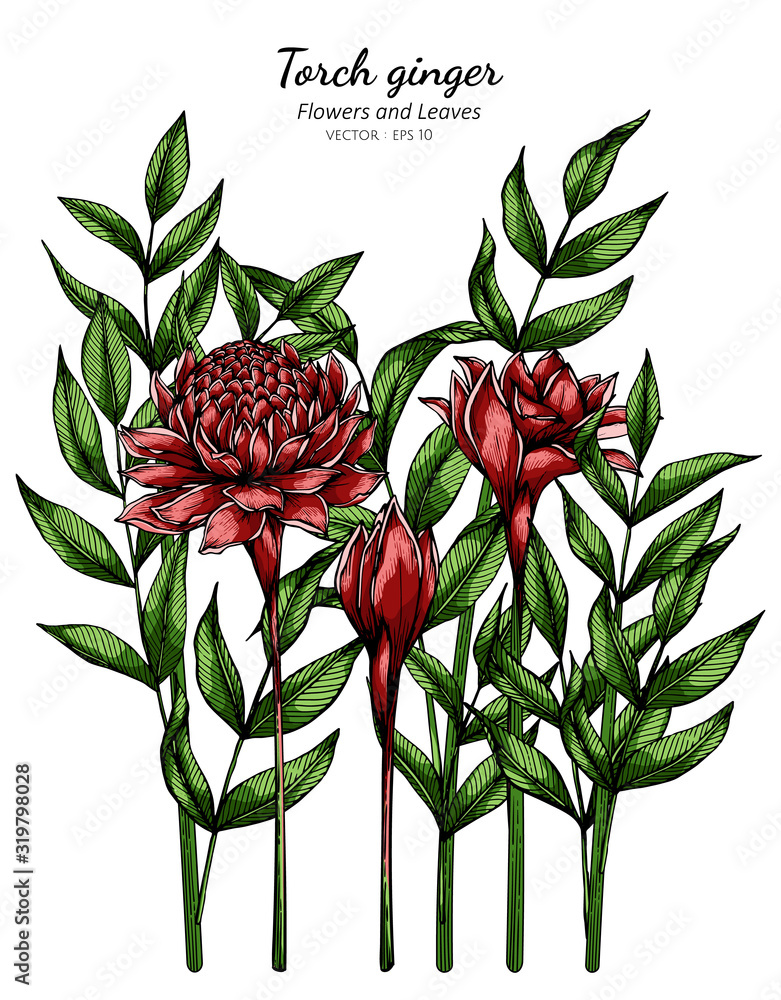 Ginger Flower Drawing