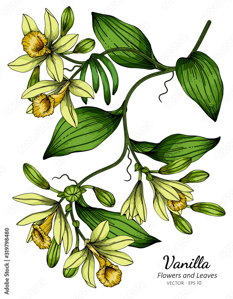 Vanilla flower and leaf drawing illustration with line art on white ...