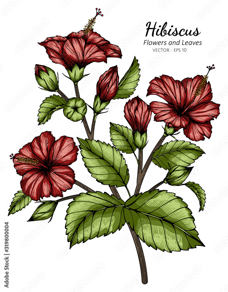 Red Hibiscus flower and leaf drawing illustration with line art on ...