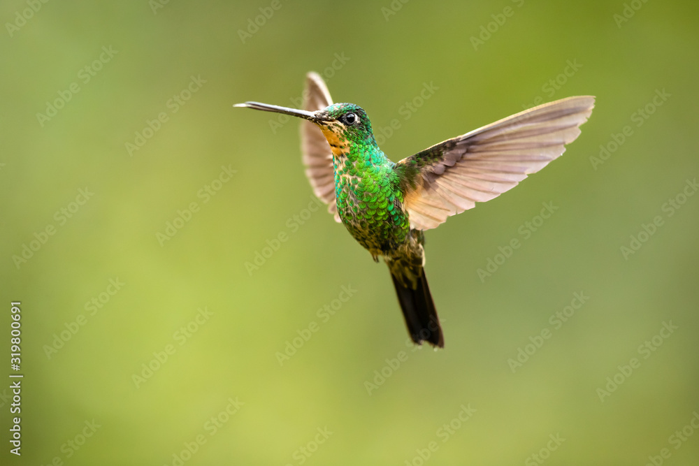 Buff-winged starfrontlet (Coeligena lutetiae) is a species of ...