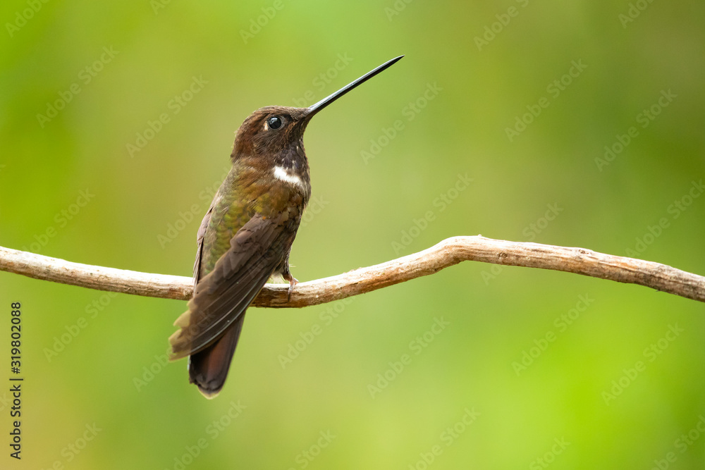 Brown inca (Coeligena wilsoni) is a species of hummingbird found in ...