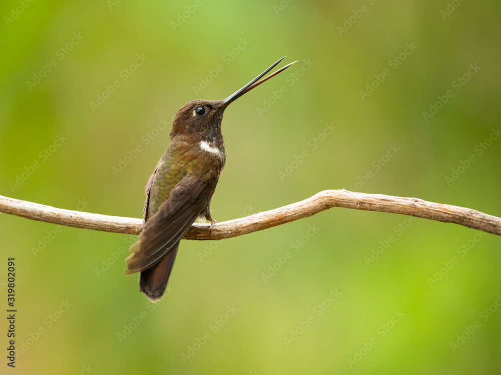 Brown inca (Coeligena wilsoni) is a species of hummingbird found in ...
