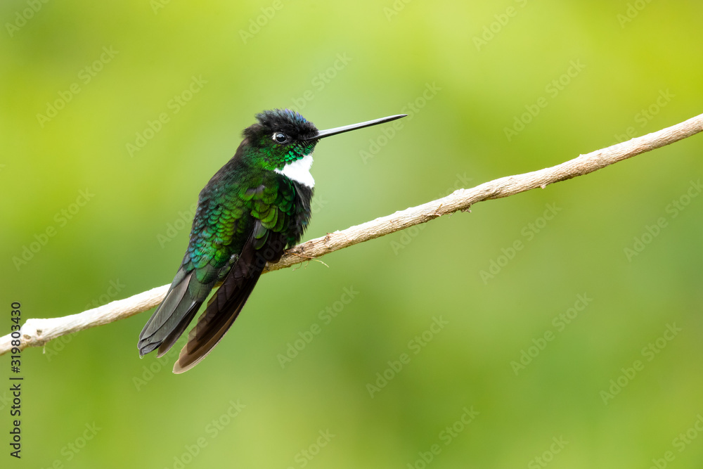 Collared inca (Coeligena torquata) is a species of hummingbird found in ...