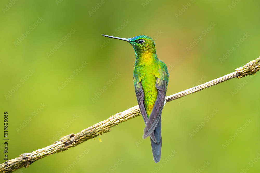 Sapphire-vented puffleg (Eriocnemis luciani) is a species of ...
