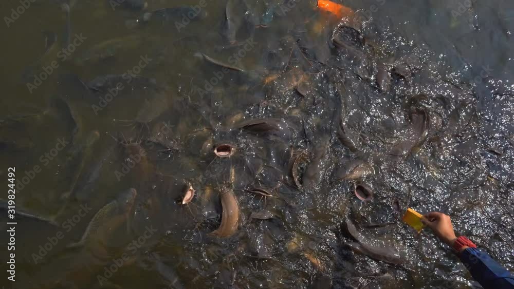 Many fish in river for people feeding in relaxing time, catfish and ...