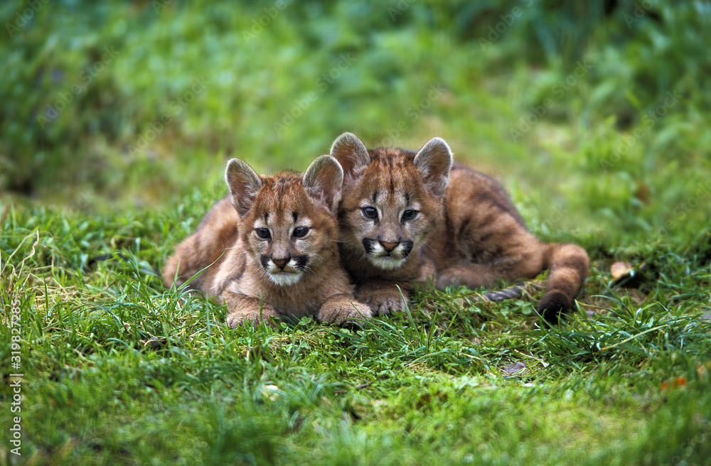 PUMA puma concolor Stock Photo | Adobe Stock