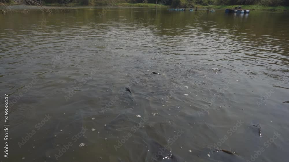Many fish in river for people feeding in relaxing time, catfish and ...