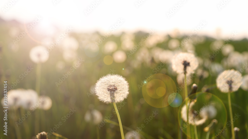 Eine Wiese voller Pusteblumen (Löwenzahn, Taraxacum) im Gegenlicht mit ...