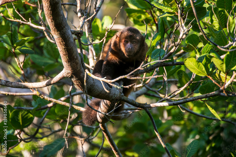 Scene of a crested capuchin monkey standing in a tree. The monkey is ...