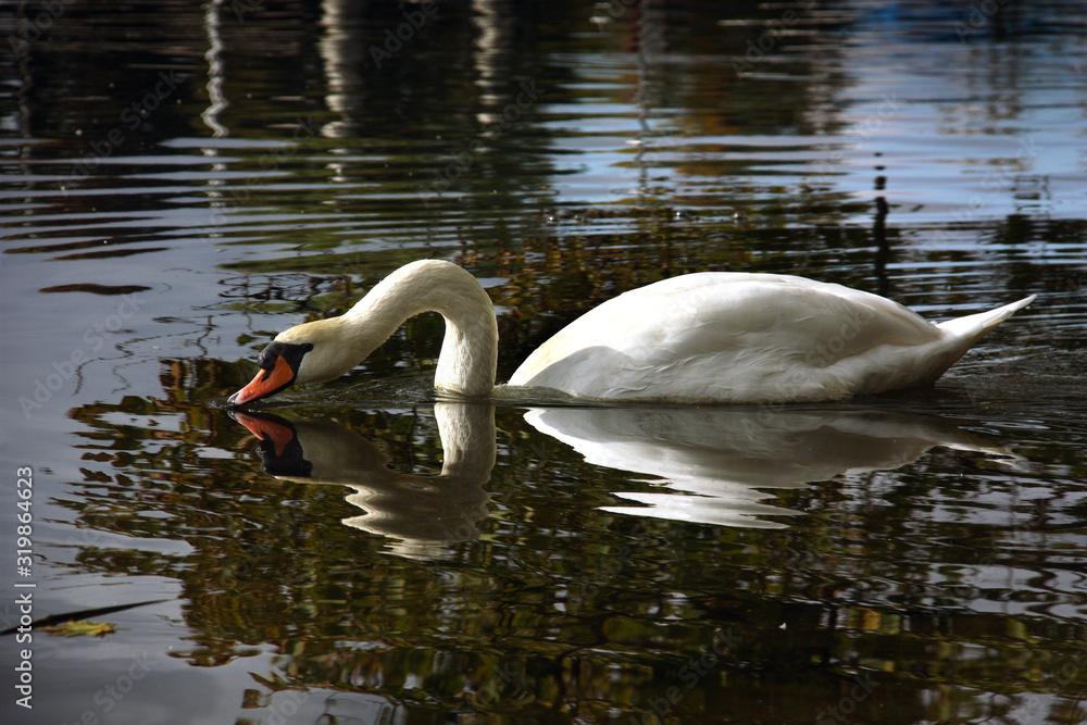 Vit svan Stock Photo | Adobe Stock