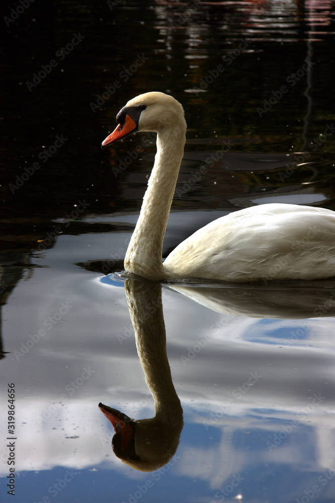 Vit svan. Stock Photo | Adobe Stock