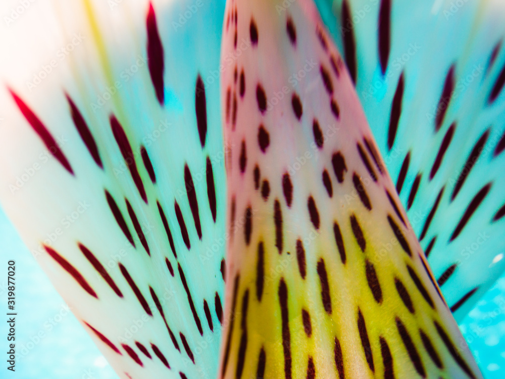 Neon flora - flower composition Stock Photo | Adobe Stock