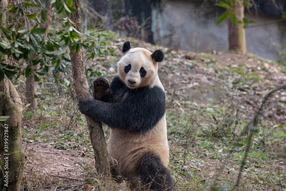 Happy Panda Bear Standing Upright, Leaning Against a Tree and Waving at ...