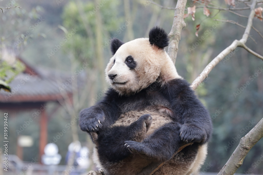 Funny Pose of Giant Panda when he is Scratching his Belly with his Paw ...