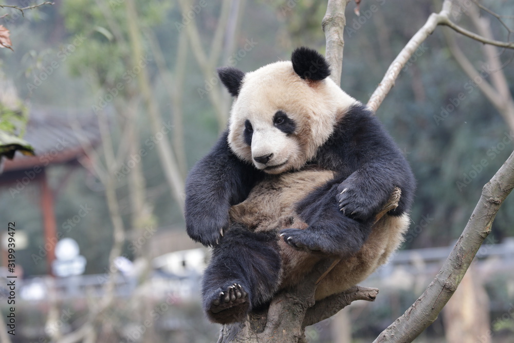 Funny Pose of Giant Panda when he is Scratching his Belly with his Paw ...