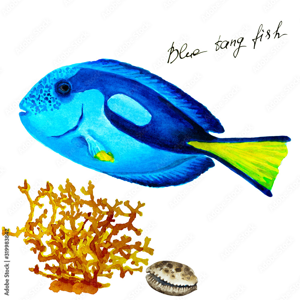 Blue Tang Fish Drawing
