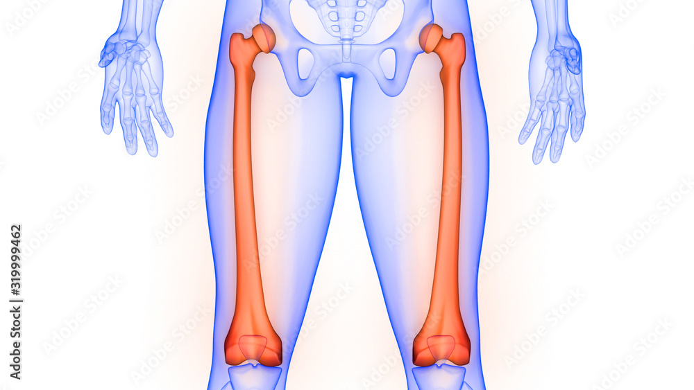Femur Joints of Human Skeleton System Anatomy 3D Rendering Stock ...