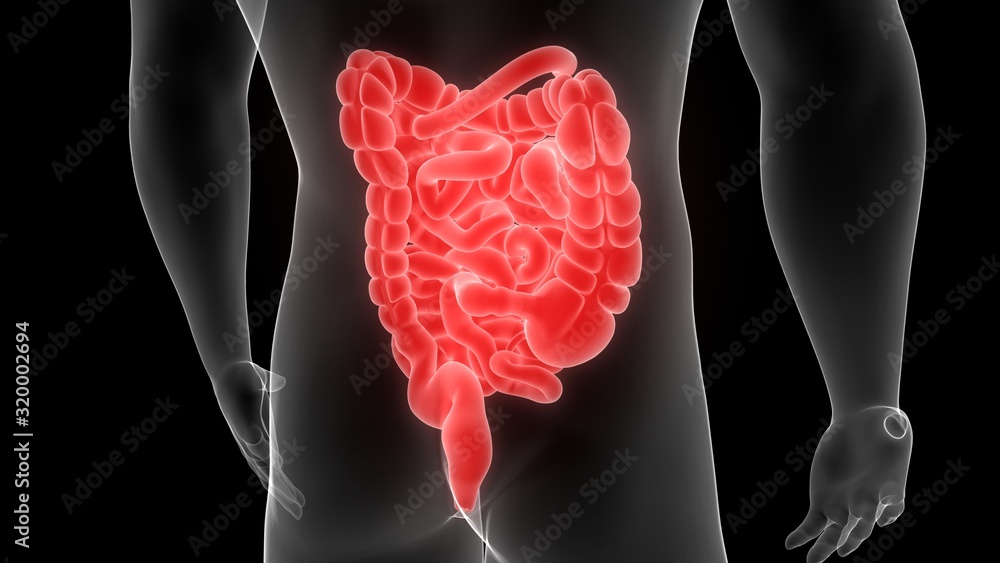 Human Internal Organ of Digestive System Large and Small Intestine ...