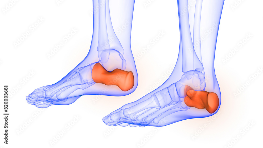 Calcaneus Bone Joints of Human Skeleton System Anatomy 3D Rendering ...