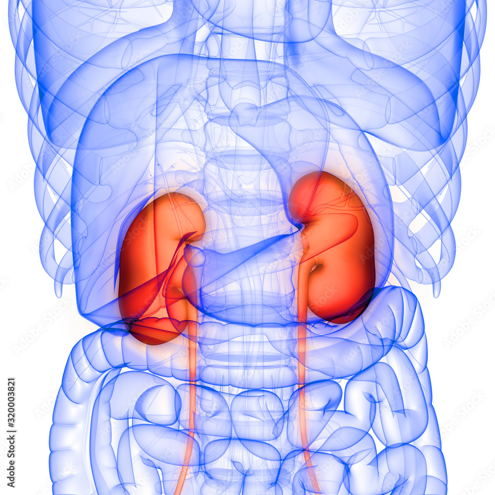 Human Urinary System Anatomy X-ray 3D rendering Stock Illustration ...