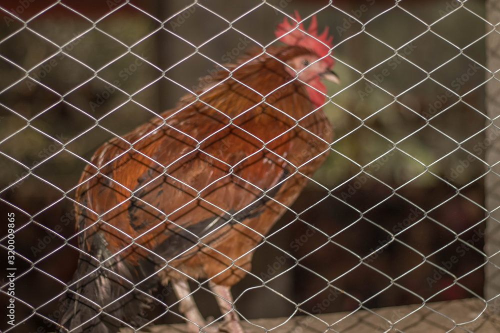 Foto de Brown hen in chicken cage. Behind fence. Animal abuse, cruelty ...