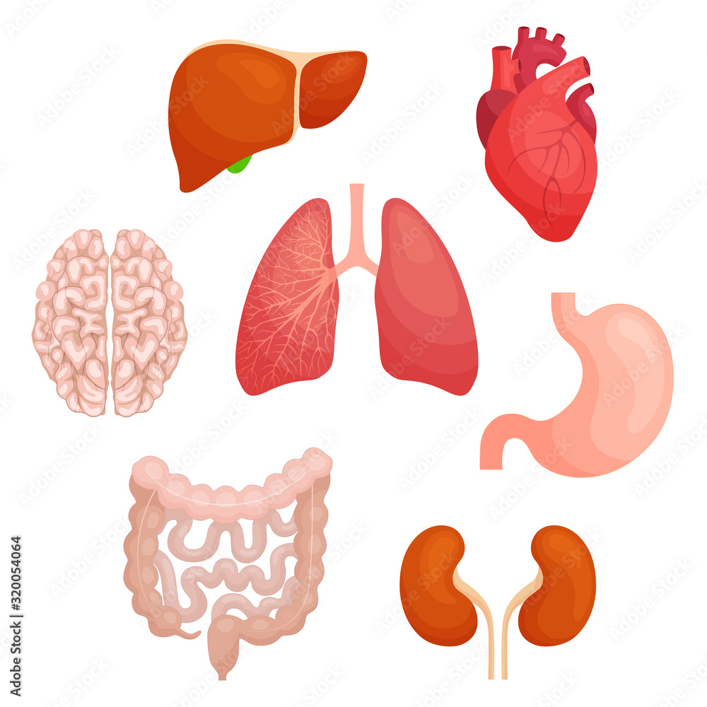 Set of human organs. Drawn brain, heart, intestines, kidneys, lungs ...