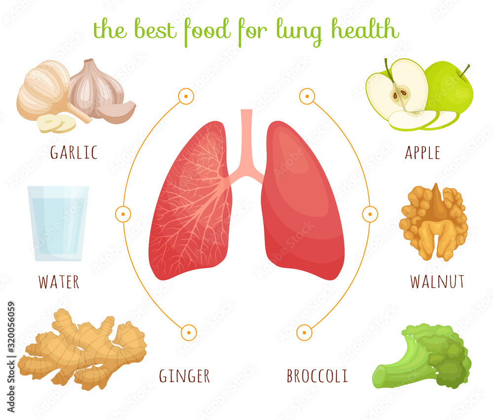 Vetor de The best food for the lungs. Products that need to be ...