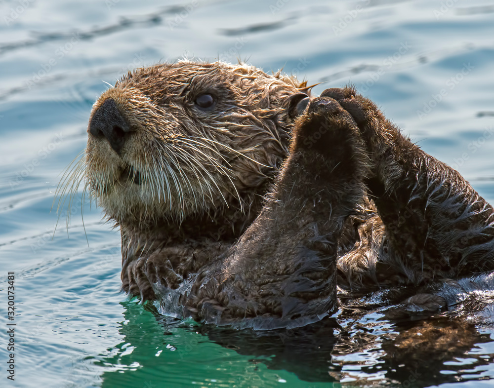 Sea Otter close up in Alaska Stock Photo | Adobe Stock