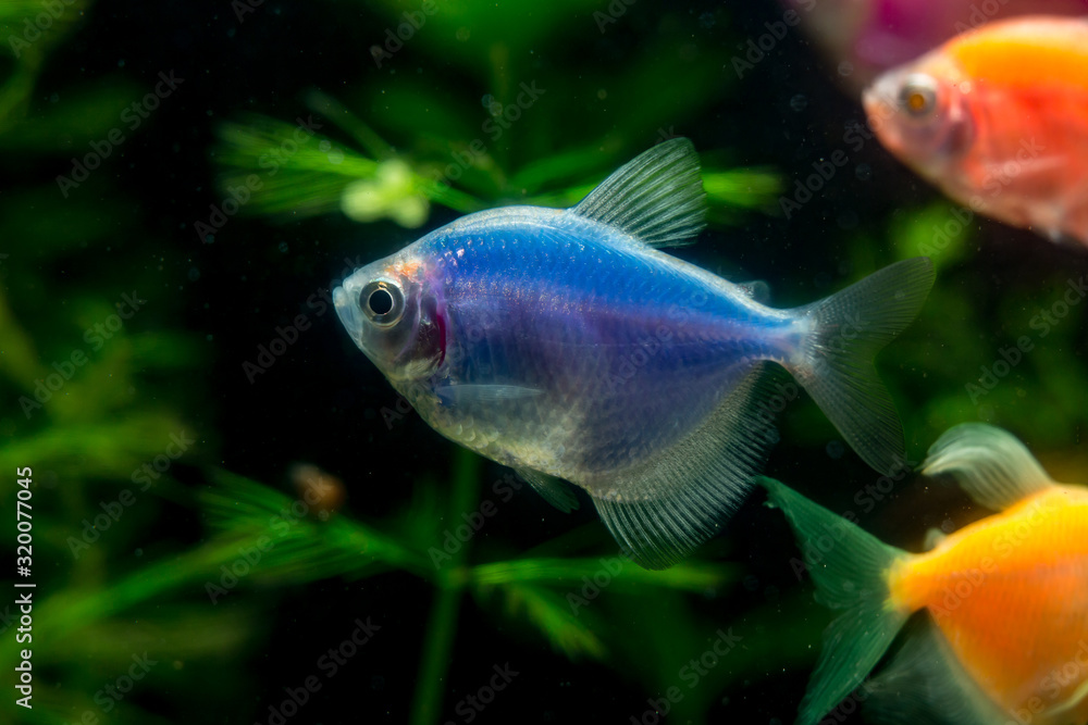 thorny, blue fish with transparent fins in an aquarium with green algae ...