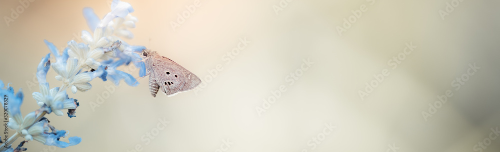 Nature of butterfly and flower in garden using as background ...