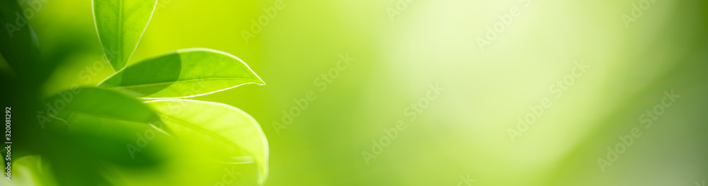 Nature of green leaf in garden at summer. Natural green leaves plants ...