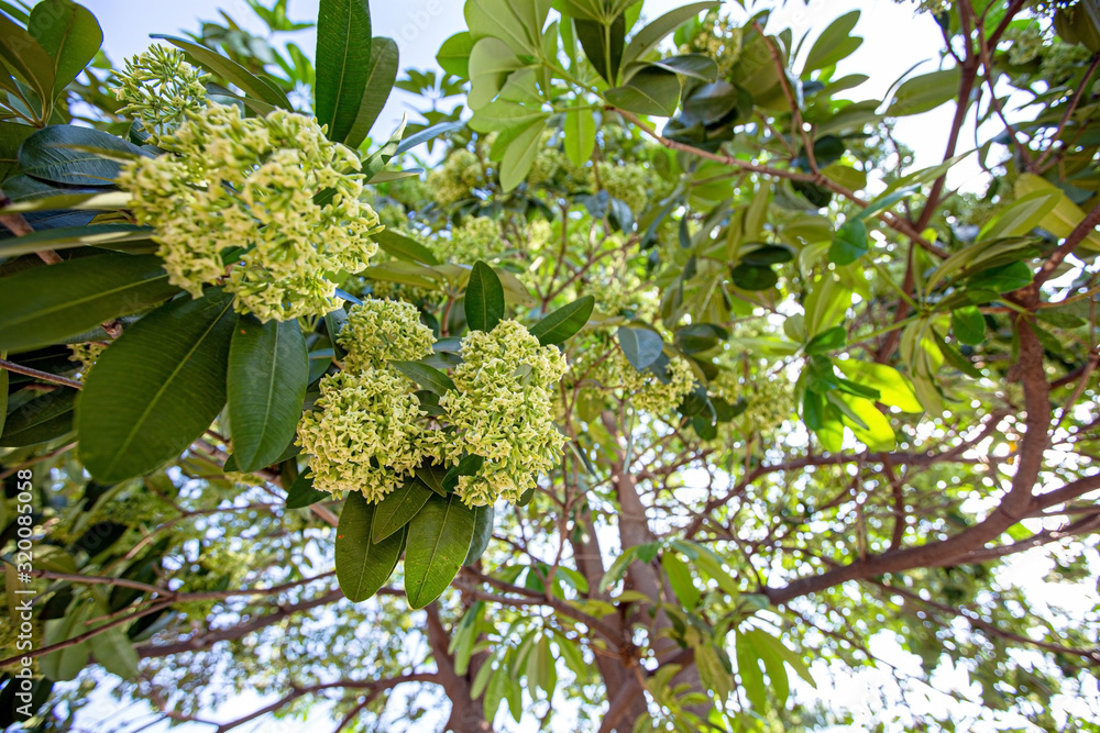 Blackboard Tree, Devil Tree, Alstonia scholaris (Linn.) R. Br., Flowers ...