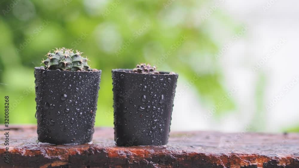 Rain water falling on Small cactus plants, Raindrops falling down on ...