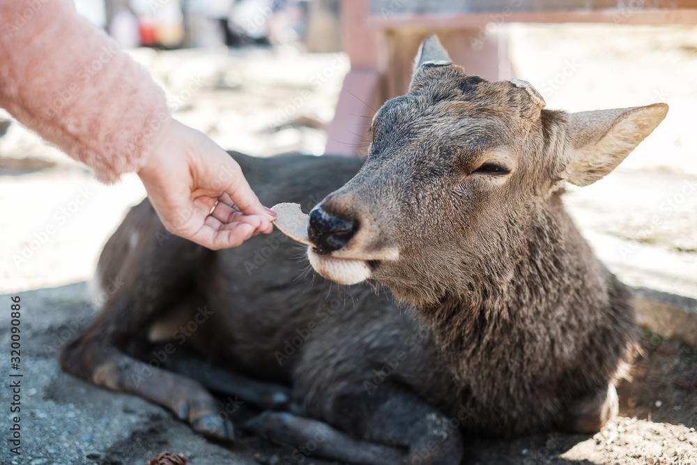 Stockfoto Tourist feeding Deer around Nara park and Todaiji temple ...