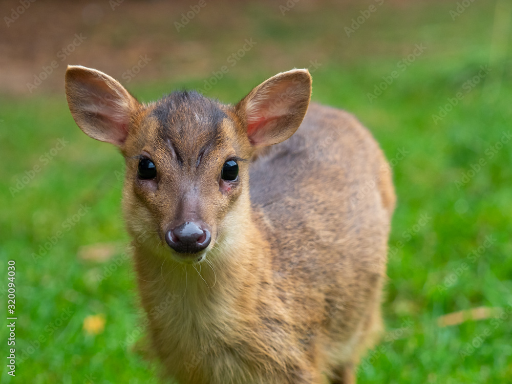 Muntjac Deer
