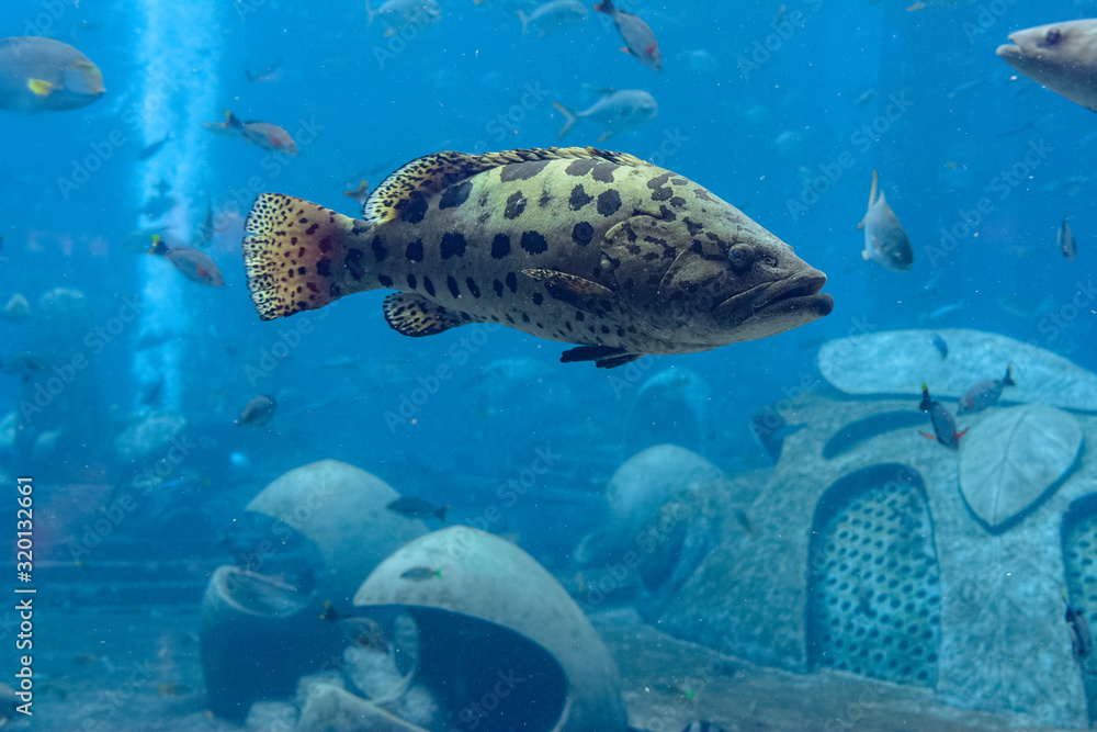 Mycteroperca rosacea (leopard grouper) in the large aquarium is a ...