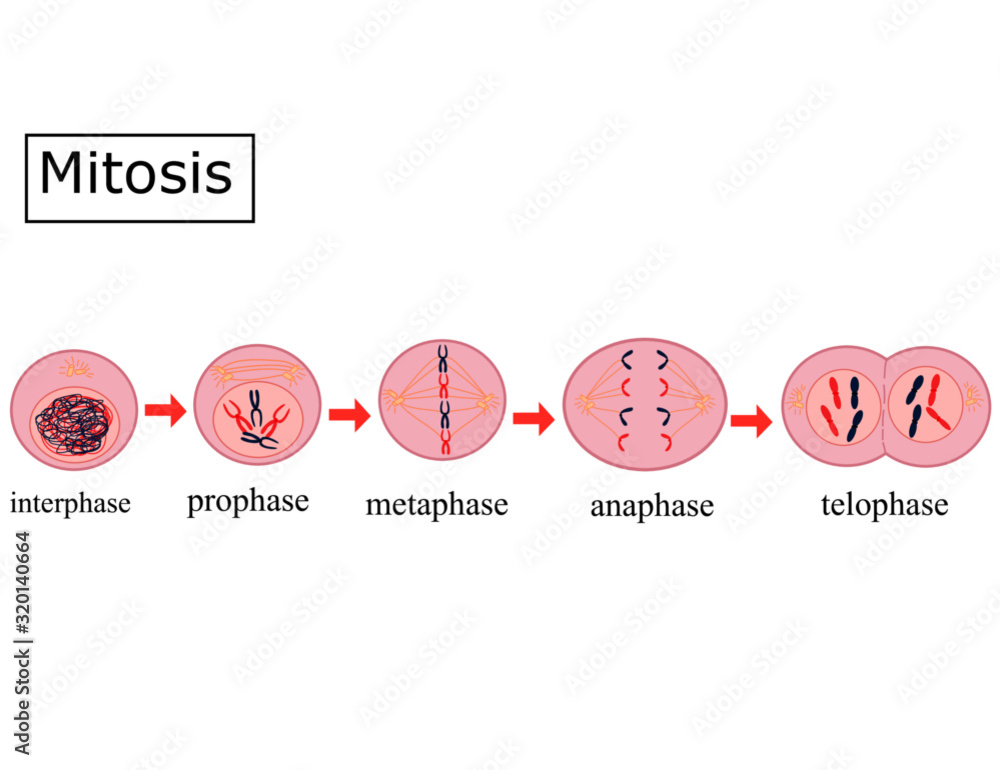 The Four Mitosis Phases Prophase Metaphase Anaphase And Telophase