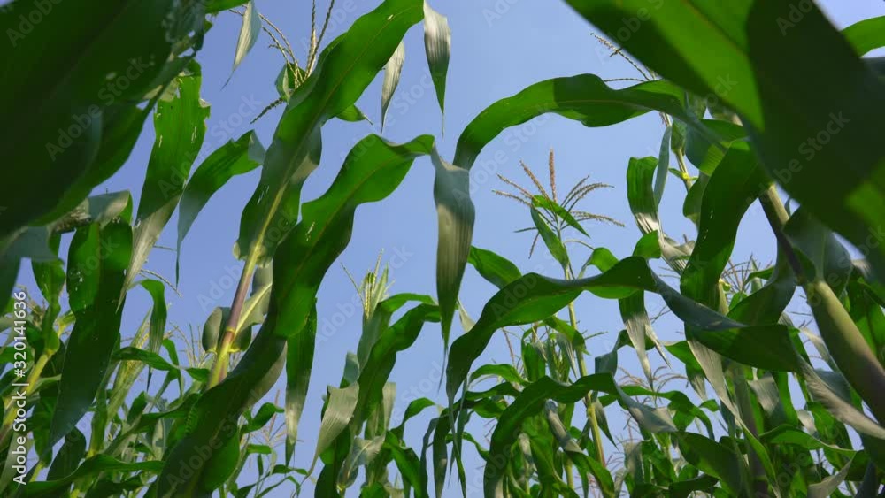 Maize or corn organic planting in cornfield. It is fruit of corn for ...