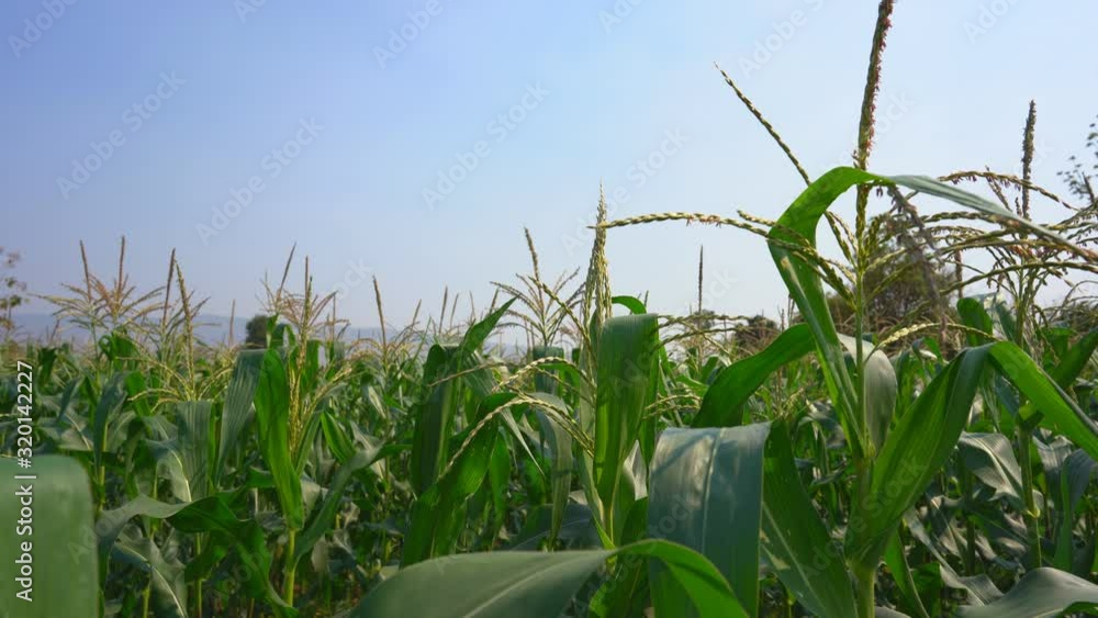 Maize or corn organic planting in cornfield. It is fruit of corn for ...