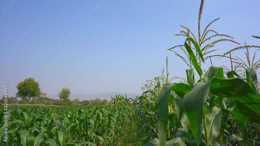 Maize or corn organic planting in cornfield. It is fruit of corn for ...
