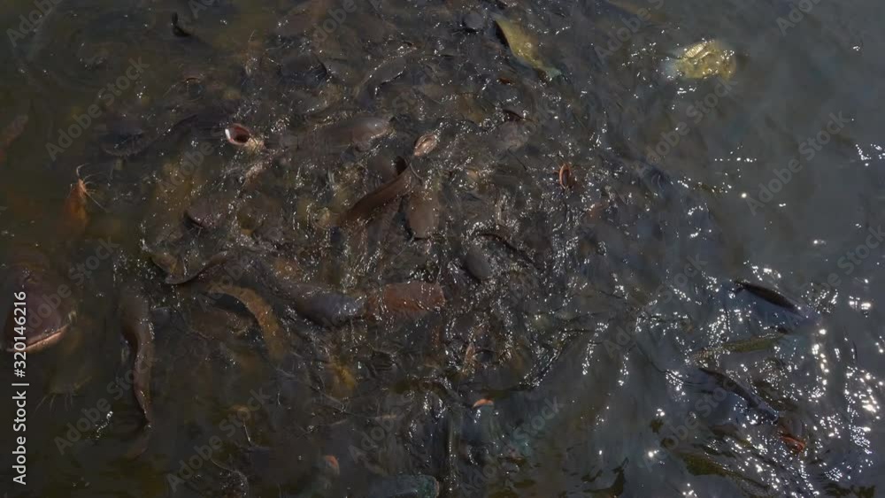 Feeding fish concept. Organic Tilapia fish floating and swimming find ...