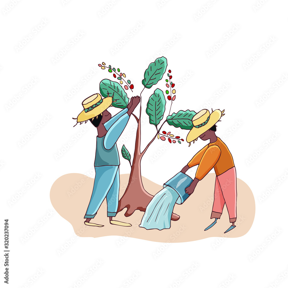 Farmers harvest coffee and water coffee trees. Vector illustration ...